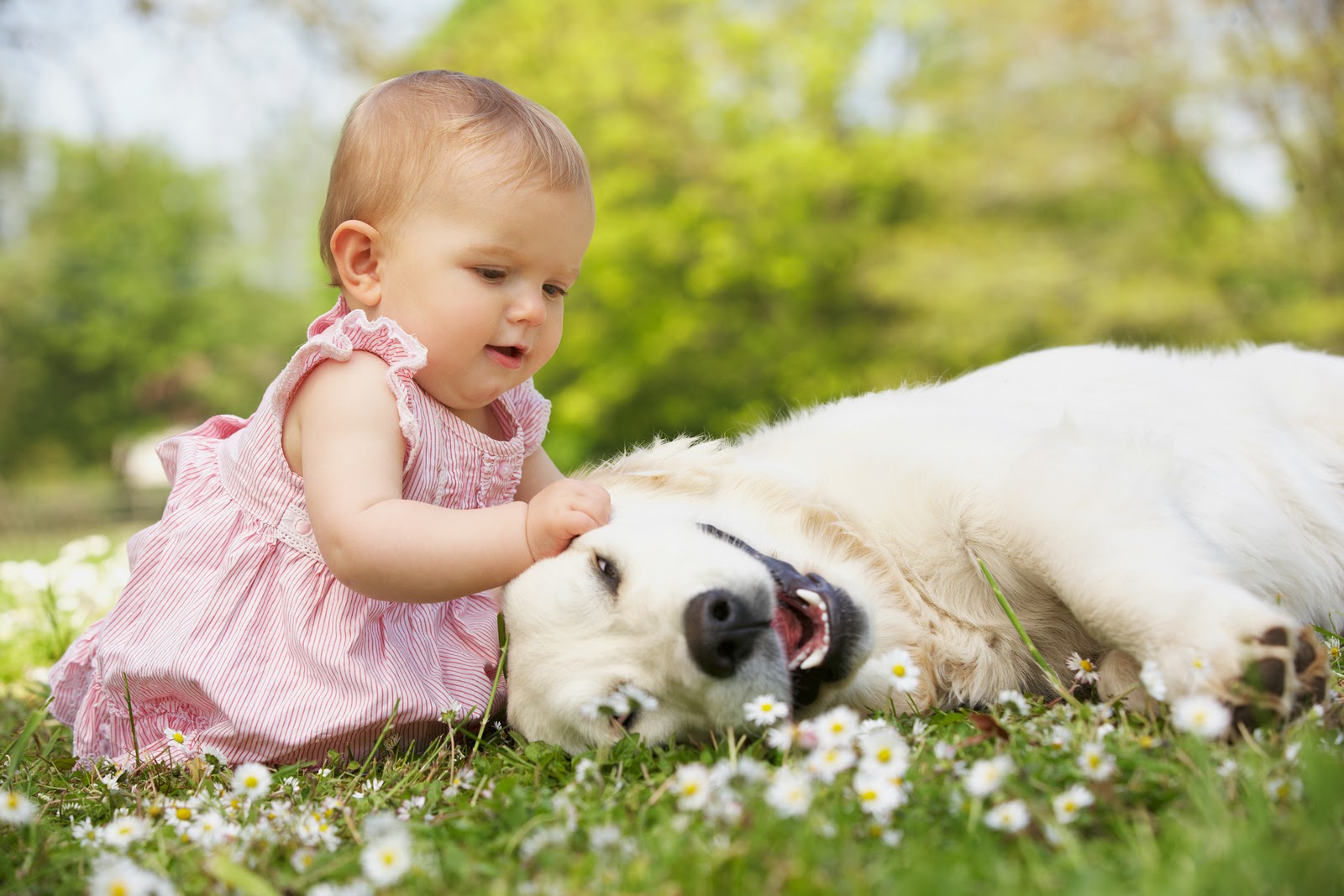 Cómo hacer a tu bebé y perro los mejores amigos - Blog de Cuida Mi Mascota