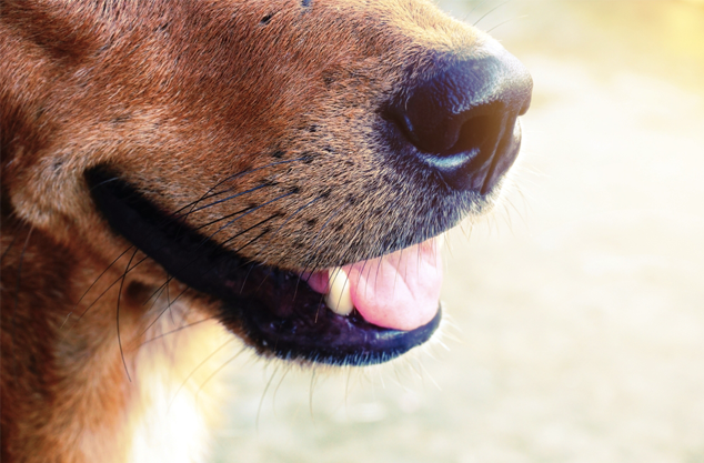 ¿Para qué son los bigotes de los perros? - Blog de Cuida Mi Mascota