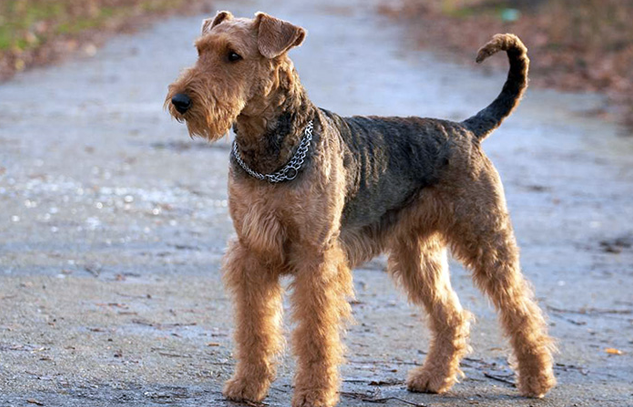 Razas de perros con orejas largas - Blog de Cuida Mi Mascota